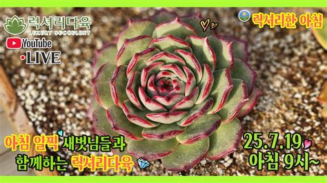 토요일 토요일은 다육이와 함께~ 😍 예쁜 다육이 가득 25년 7월 19일 럭셔리한 아침에 초대합니다😍 럭셔리다육 다육판매