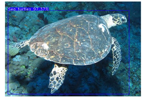 Keras Retinanet Sea Turtle Training And Detection Daniels Coding Blog