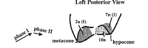 Posterior View Of Left Upper Molar Of A Cercopithecoid Redrawn From