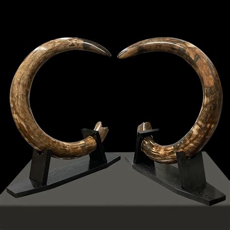 Fossil Cockroach Crato Formation Brazil 14999 Fossil Realm Fossil Cockroach Crato Formation Brazil 14999 Fossil Realm