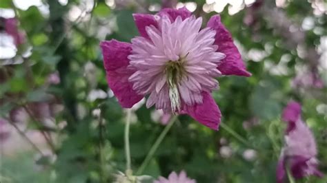 Клематис Авангард . Clematis Avant - Garde . - YouTube