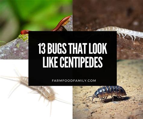 Water Bug That Looks Like A Centipede At Brandon Banks Blog