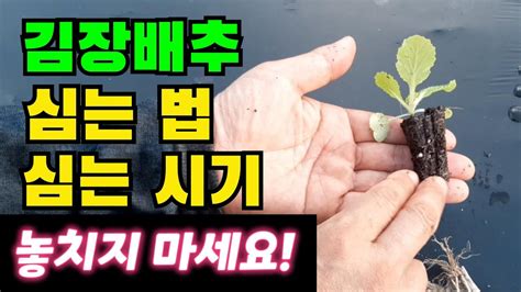김장배추 이렇게 심으세요~ 김장배추 심는 시기 김장배추 파종 시기 김장배추 심는 간격 김장배추 재배 방법 김장배추 밭만들기 김장배추 심는 법 김장