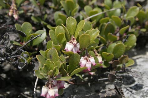 Common Bearberry Awes Agroforestry And Woodlot Extension Society Of