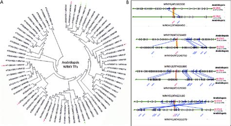 Duplicate Gene Pairs In Sen Wrky Tfs A Phylogenetic Relationships Download Scientific