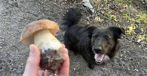 porcini find while hiking the paradise loop on mt hood i found this