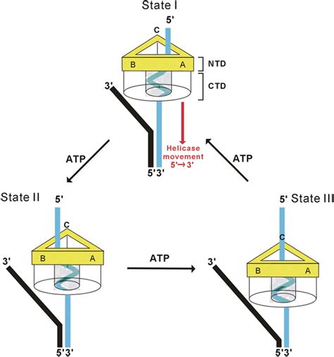 Model For Ssdna Binding During Dna Translocation A Hexameric Dnab Like