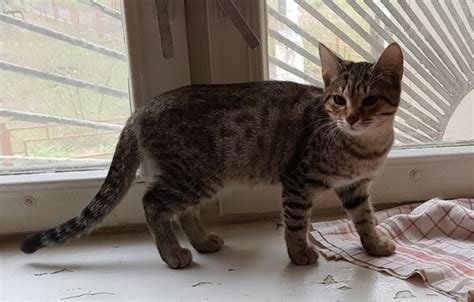 Москва отдамкотят котеноквдар РЕПОСТ ПОЖАЛУЙСТА НЕ ПРОХОДИТЕ МИМО ПОМОГИТЕ НАЙТИ ДЛЯ НИХ