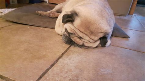 Pug Melting Porn Pic Eporner