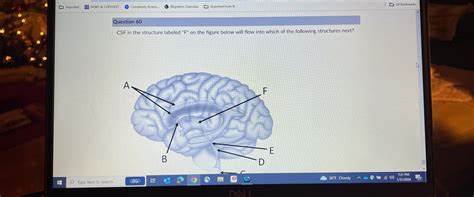 Solved Question 60csf In The Structure Labeled F ﻿on The