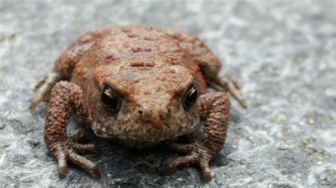 Orange Spotted Toad