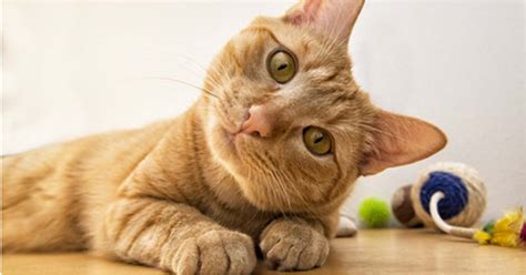 Warum Katzen Lieber Auf Sex Verzichten Würden • Schlimmerkaterde