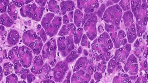 islets of langerhans histology pancreas