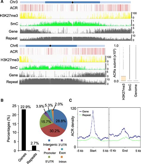 Figure 1 From Accessible Chromatin Regions And Their Functional