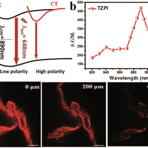 A The Scheme Of Two Photon Excited Nir Fluoresce Of The Tzpi Probe Download Scientific