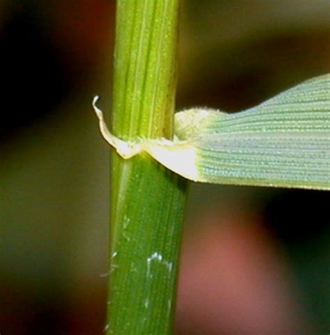 Weed Species List Cornell Weed Identification