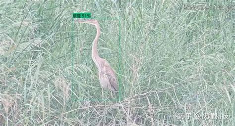 一文讲透鸟类AI识别技术 知乎