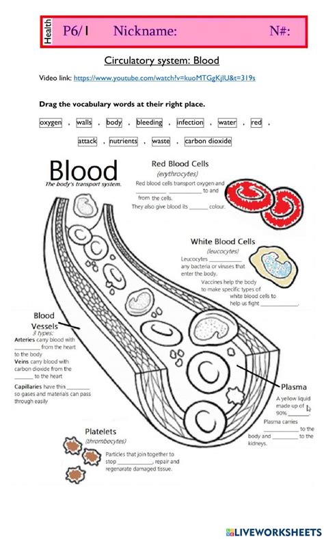 Circulatory System Online Activity For Grade 6 In 2025 Circulatory