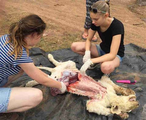 Post Mortem On Lion Cub Graphic Images Global Vet Experience