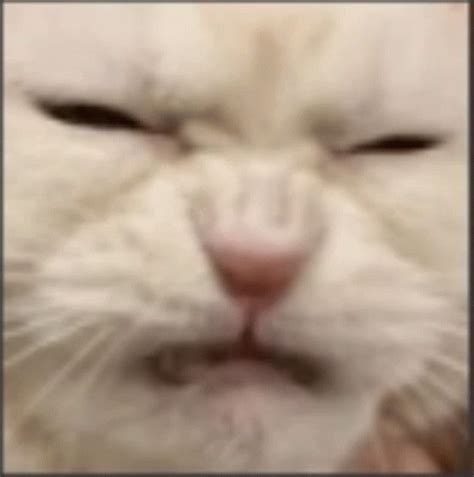 Stinkface Stinky Meme Stinkface Stinky Discover And Share S