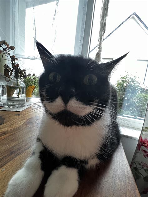 Here Is My Moustache Cat R Cats