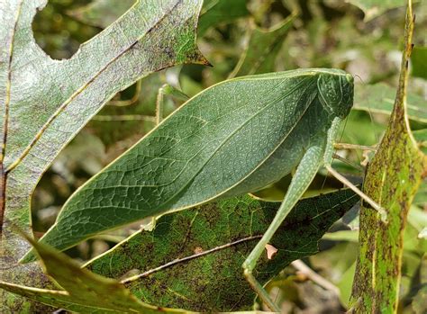 Tettigoniidae Katydids Identification Facts And Taxonomy
