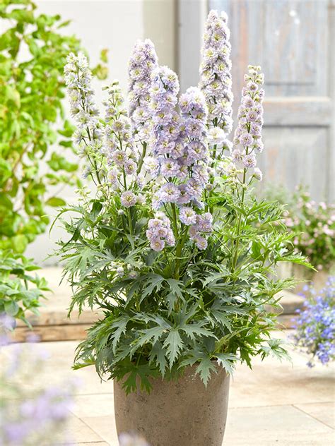 Delphinium Rainbow Sensation Buy Larkspur Online At Dutchgrown™