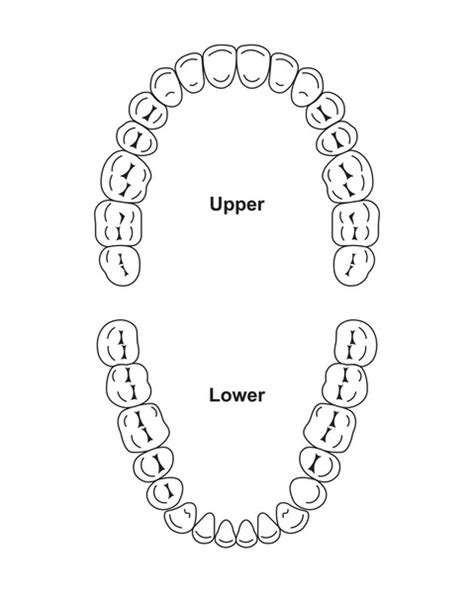 Dental Notation Royalty Free Images Stock Photos Pictures Shutterstock