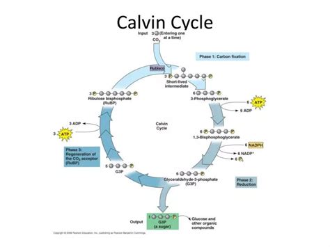 PPT Calvin Cycle PowerPoint Presentation Free Download ID