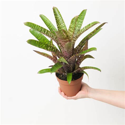 Vriesea Sp 5 Grow Tropicals