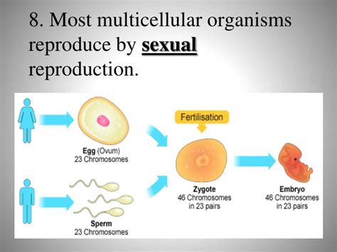 Ppt 101 Cell Growth Division And Reproduction Powerpoint