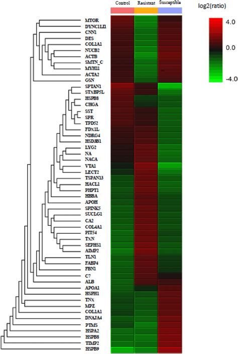 Heat Map And Hierarchical Clustering Depicting The Differentially Download Scientific Diagram