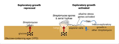 Streptomyces 601x412