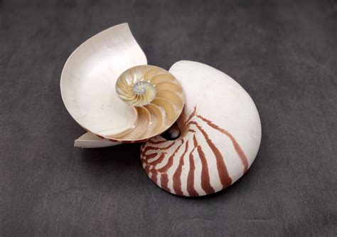 Natural Nautilus Seashell Left Cut Single Half Nautilus Pompilius (1 HALF shell approx. 7 ...