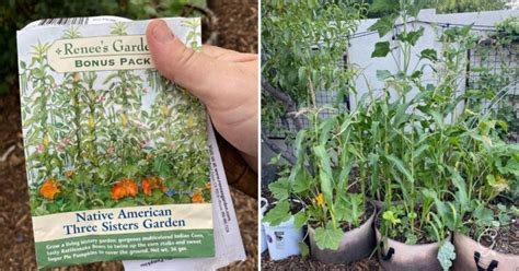 Three Sisters Grow Bag Garden Growing In The Garden
