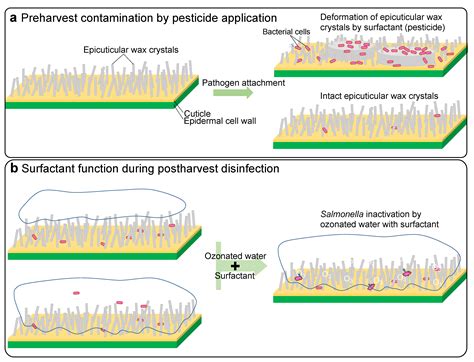 Processes Free Full Text A Double Edged Sword Of Surfactant Effect On Hydrophobic Surface