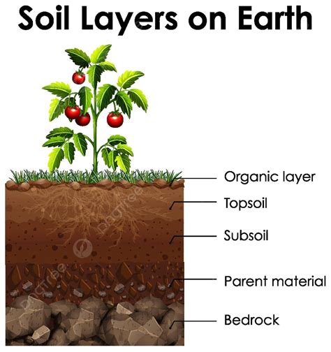 Diagram Showing Soil Layers On Earth Graphic Drawing Artistic Vector Graphic Drawing Artistic