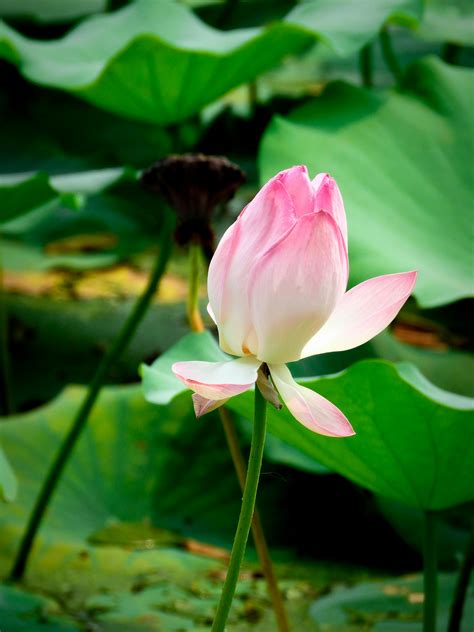 고요한 연못의 생동감 넘치는 분홍 연꽃 · 무료 스톡 사진