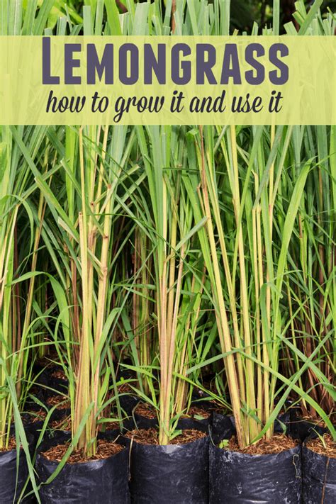 Lemongrass Plant