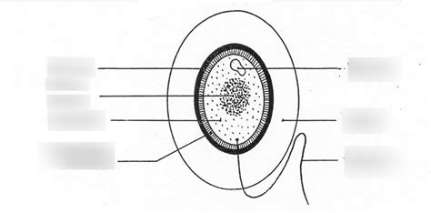 Diagram Of Bacteria Quizlet