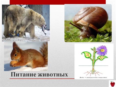 Питание животных презентация онлайн