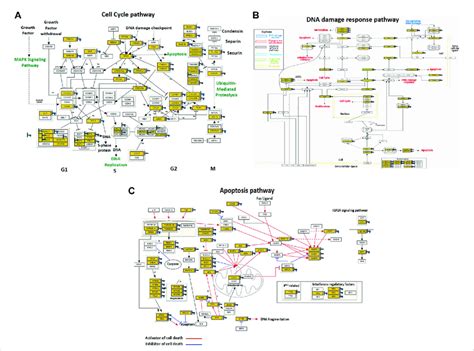 The Pt Complex Regulates Cellular Pathways A C Illustration Of The