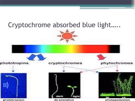 Phytochrome Pptx