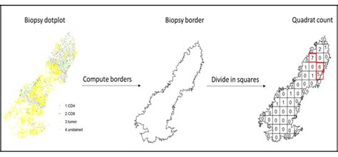 multiplex immunofluorescence combined with spatial image analysis for