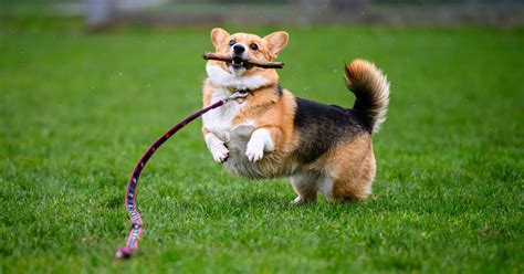 Common Foster Dog Behavior Challenges And How To Help