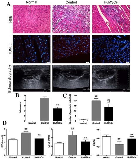 Experiments Comparing Cellular Infiltration Levels Of Apoptosis And