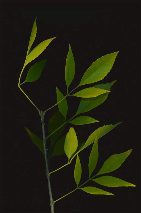 Night Leaves Mimobase