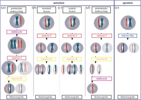 Parthenogenesis Diagram Parthenogenesis Introduction Types