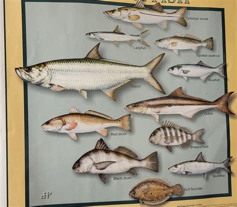 Fish Of Florida Keys Maritime Specialty Bait Fish List