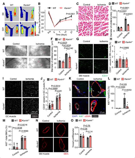 Kank4 Kn Motif And Ankyrin Repeat Domain Containing Protein 4